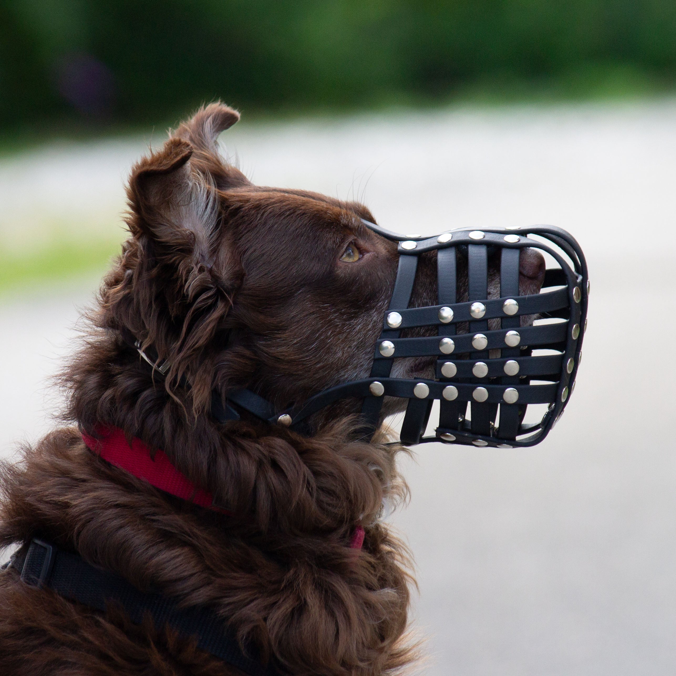 Maulkorb für Australian Shepherd | Biothane® Aussie Maulkorb – PACO & FAY